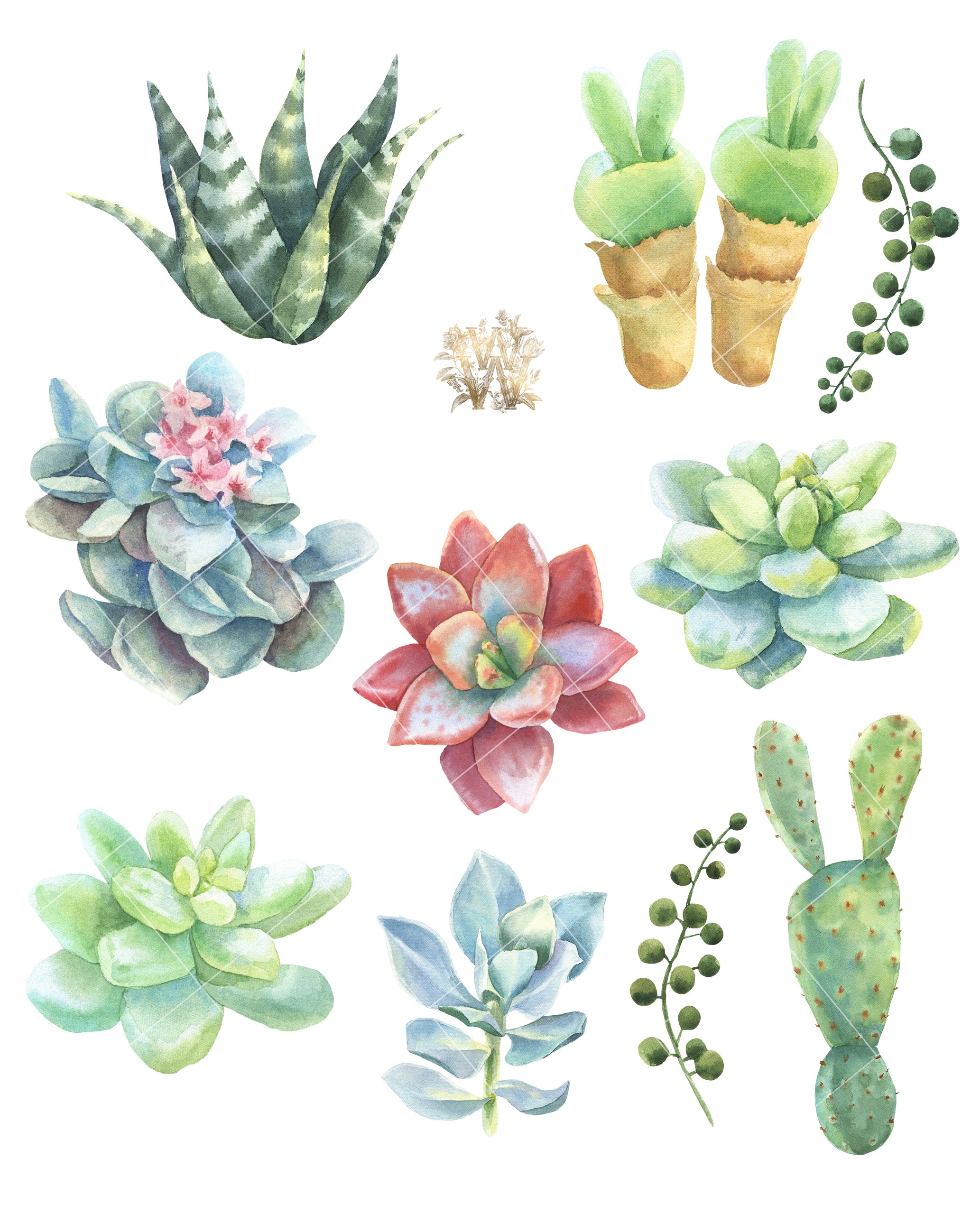 Watercolor Succulent Clipart Boho Clip Art Cute Cactus Png - Etsy