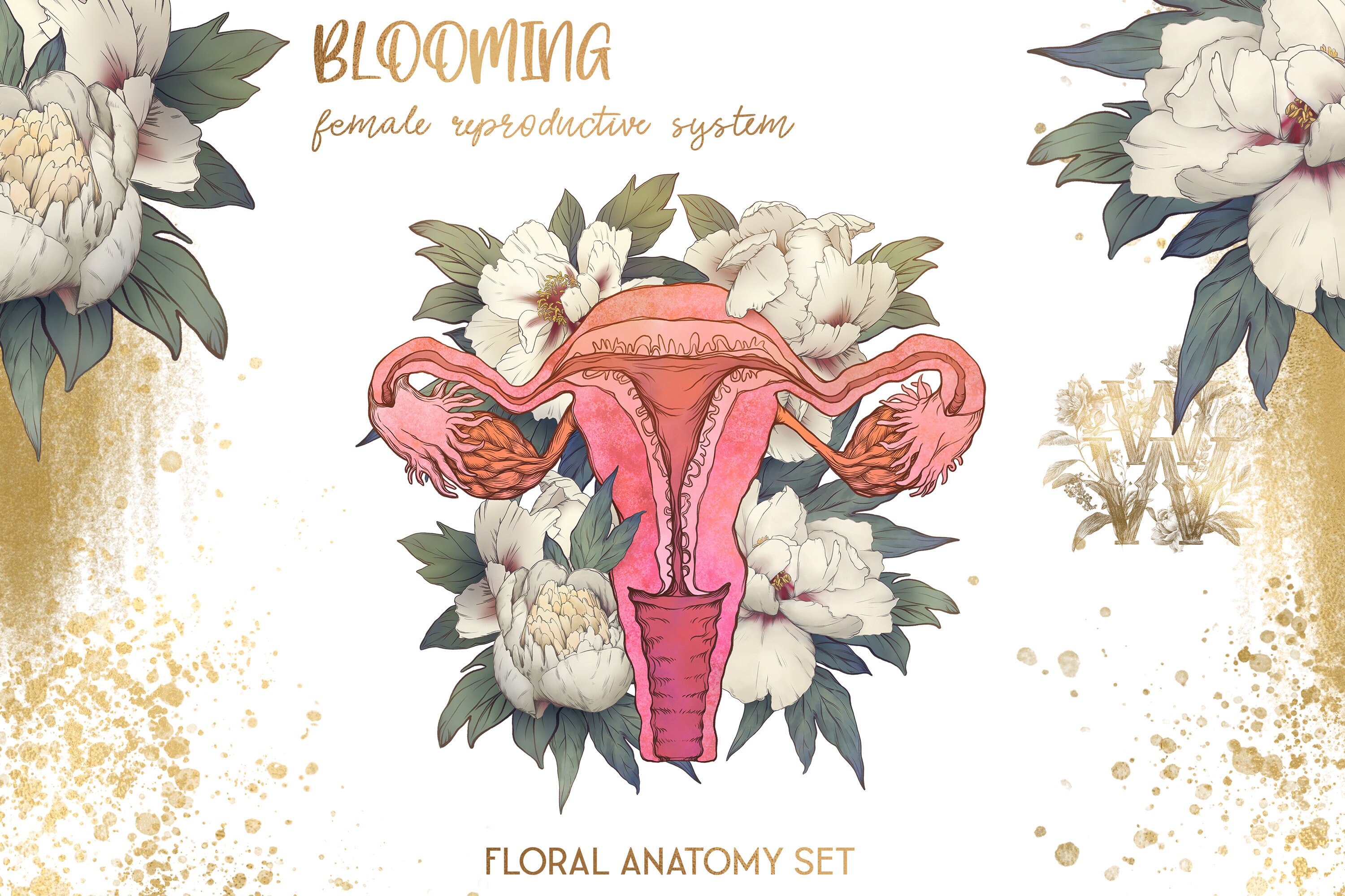Floral Uterus Clip Art Anatomy Clipart Women Health Png - Etsy