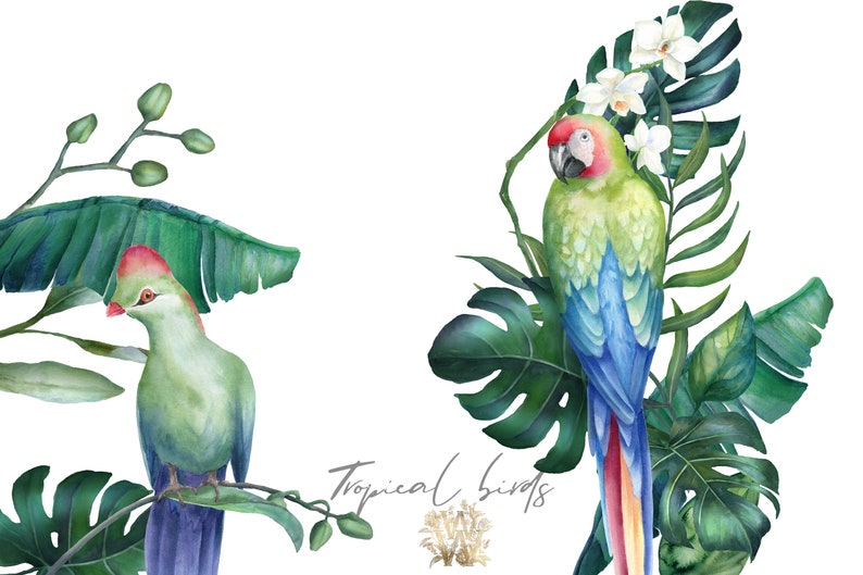 Watercolor Tropical Bird Clipart: Parrot, Toucan, Jungle Leaves (PNG ...