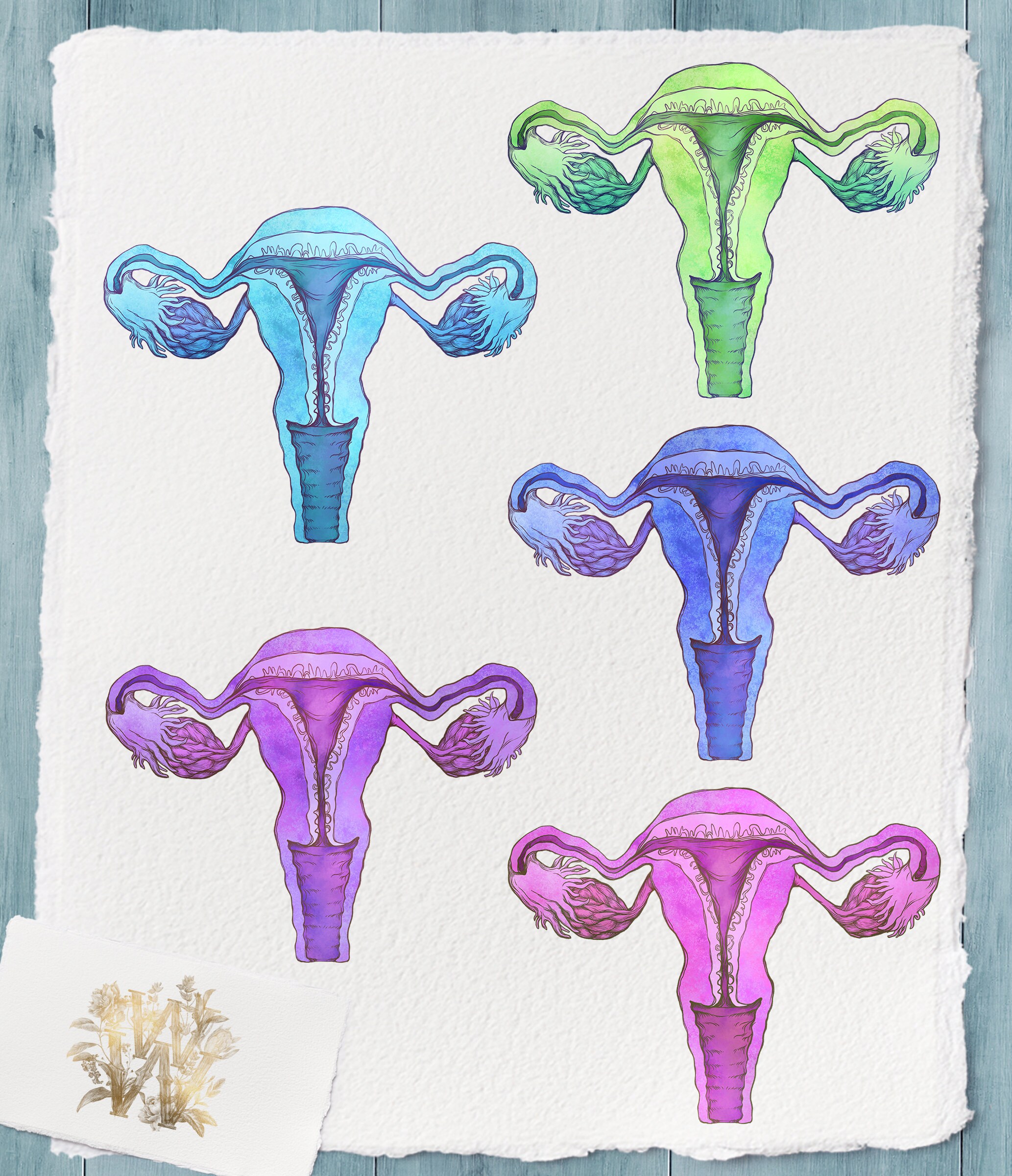 Uterus Clip Art Anatomy Clipart Women Health Png Medicine - Etsy