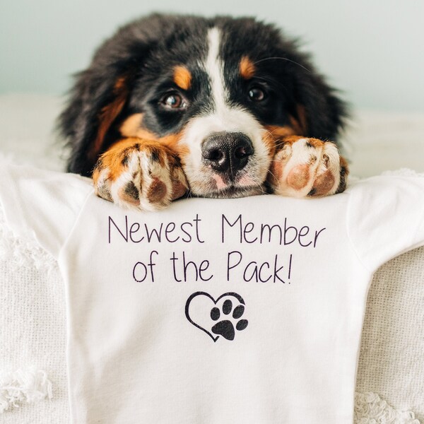 Newest Member of the Pack Svg - Etsy