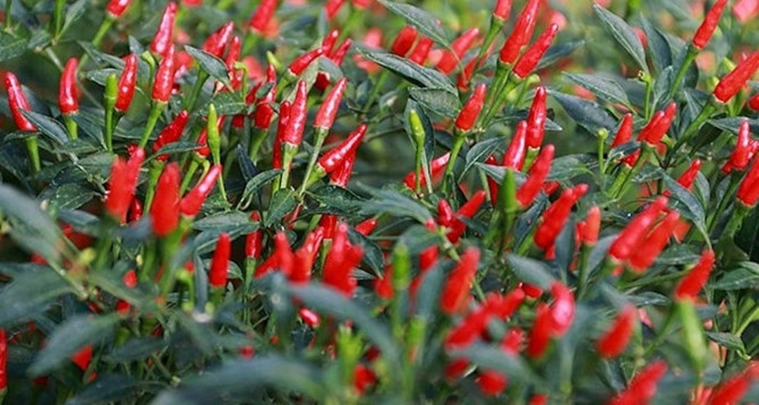 Chili 'mini', Chili Seeds, Only Fresh Seeds Mini Chili, Capsicum Annuum ...