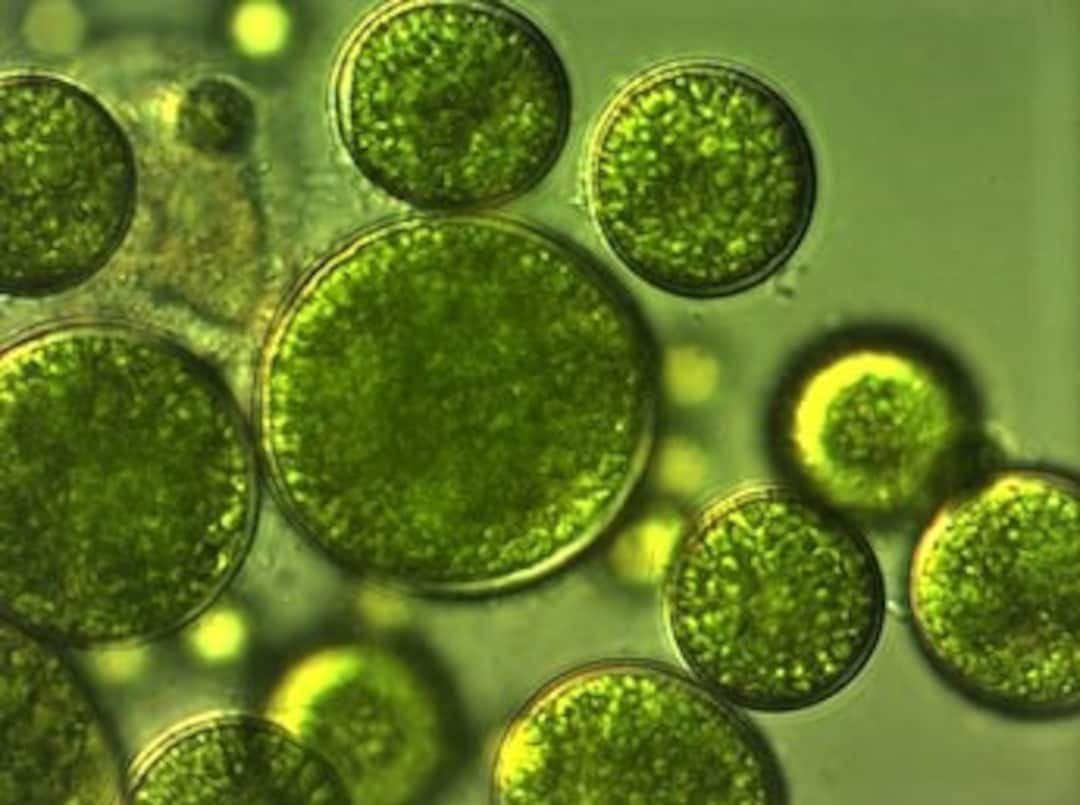 Nannochloropsis Salina, Oculata, Algae Phytoplankton, Live Culture ...