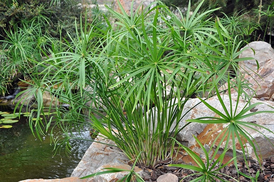 Cyprus Grass Seeds Cyperus Glaber Free Ground Cyprus Grass Papyrus Plant Hardy Paper Making