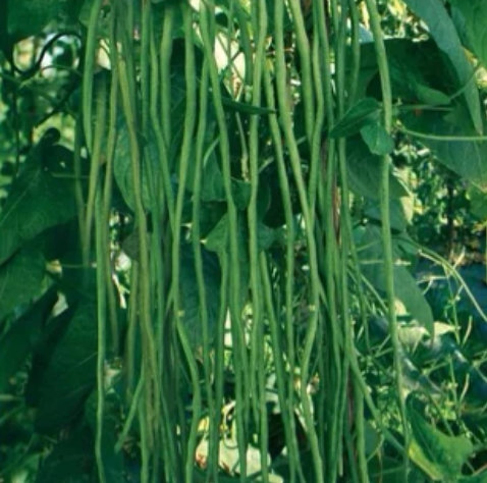 Meterbohne Spargelbohne Super Long Beans 1 Meter Bohne - Etsy.de