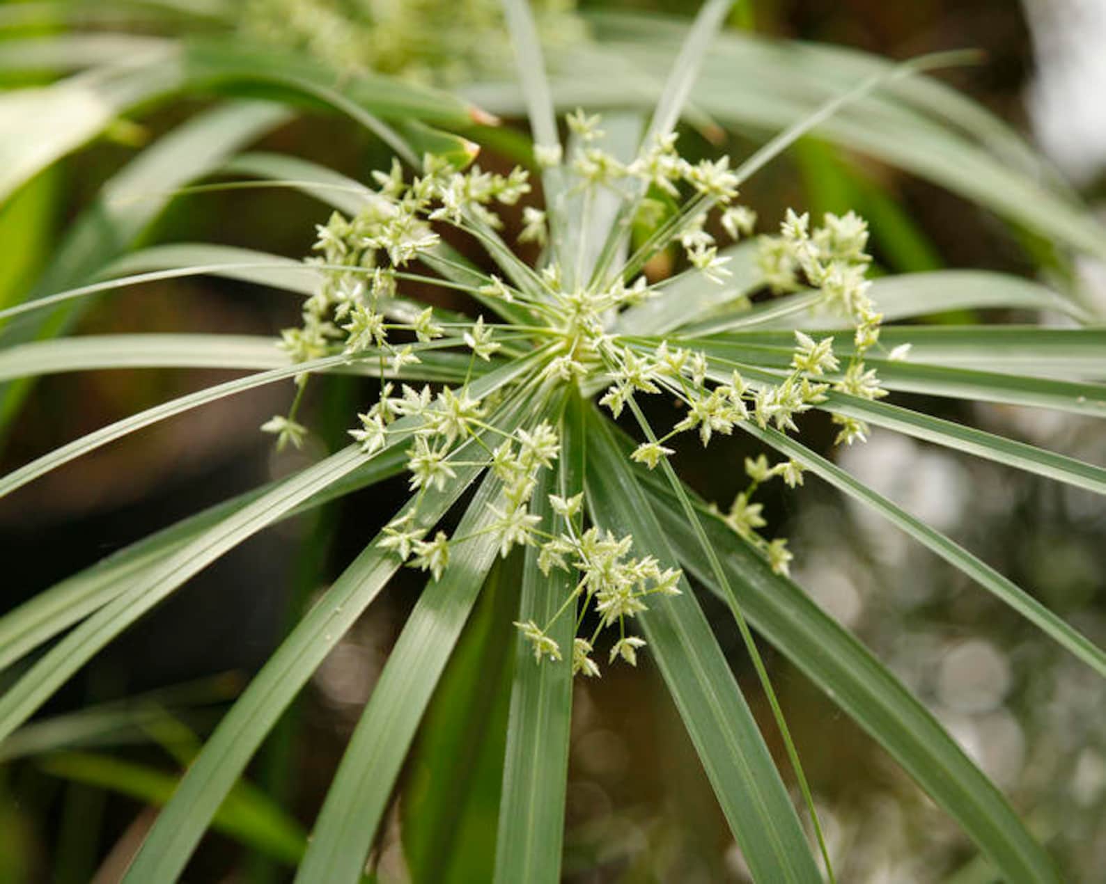 Cyprus Grass Seeds Cyperus Glaber Free Ground Cyprus Grass Etsy Ireland