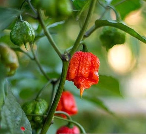 Chili Carolina Reaper Red or Chocolate Chili Seeds World - Etsy