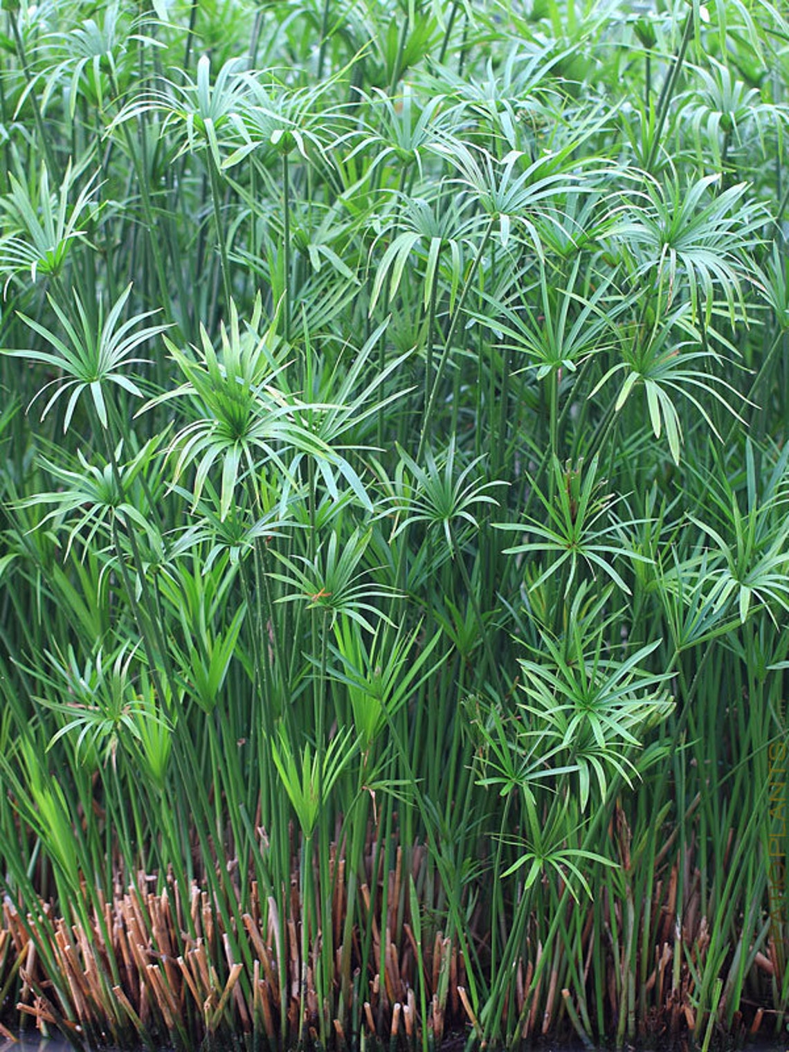 Zyperngras Samen Cyperus AlternifoliusZimmerpflanze - Etsy