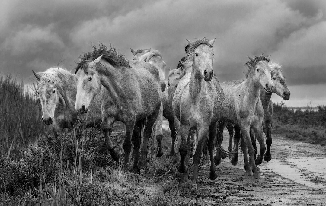 Limited Edition Print - Storm Runners - Etsy