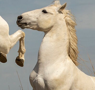 Limited Edition Print - Bouree - Etsy