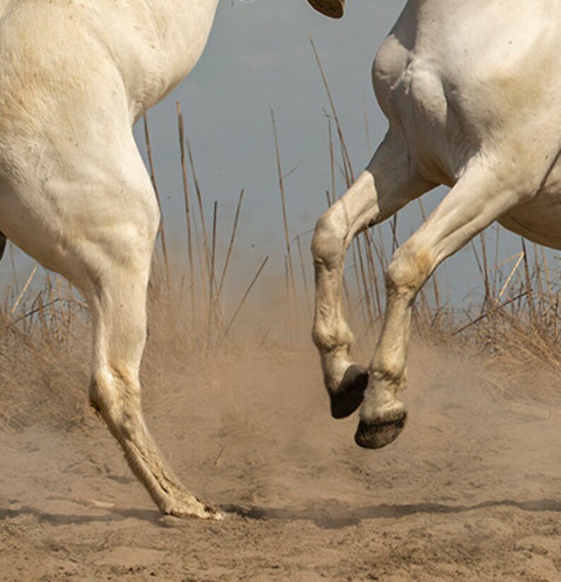 Limited Edition Print - Bouree - Etsy