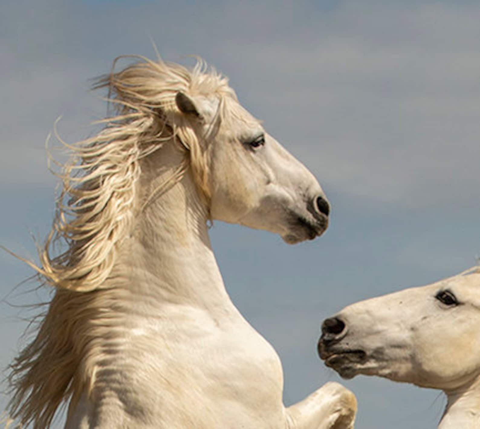 Limited Edition Print - Bouree - Etsy