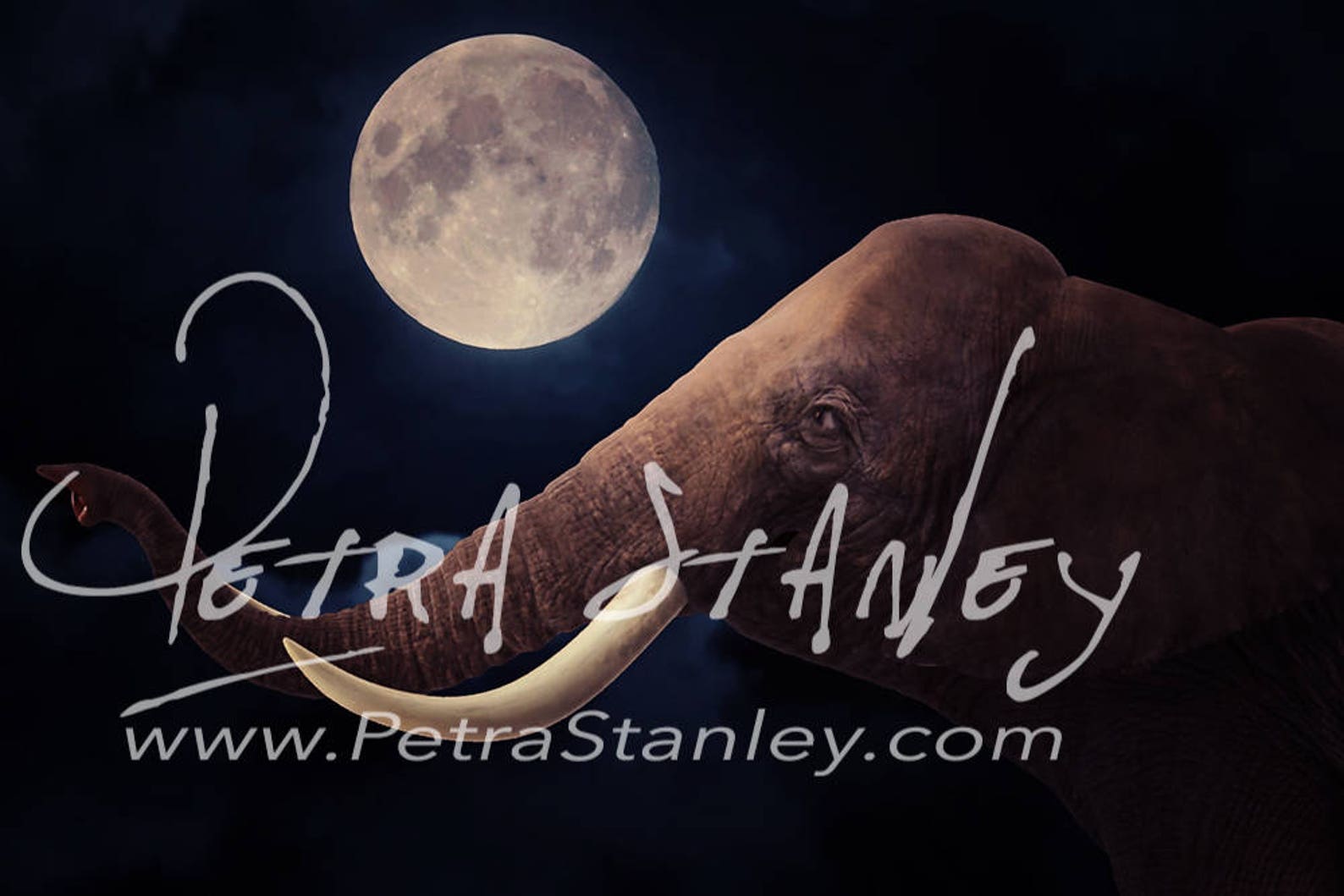 Elephant Prop for Newborns Elephant Digital Background | Etsy