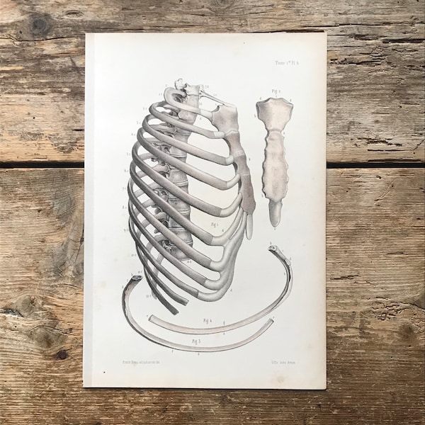 Anatomy Plates - Etsy