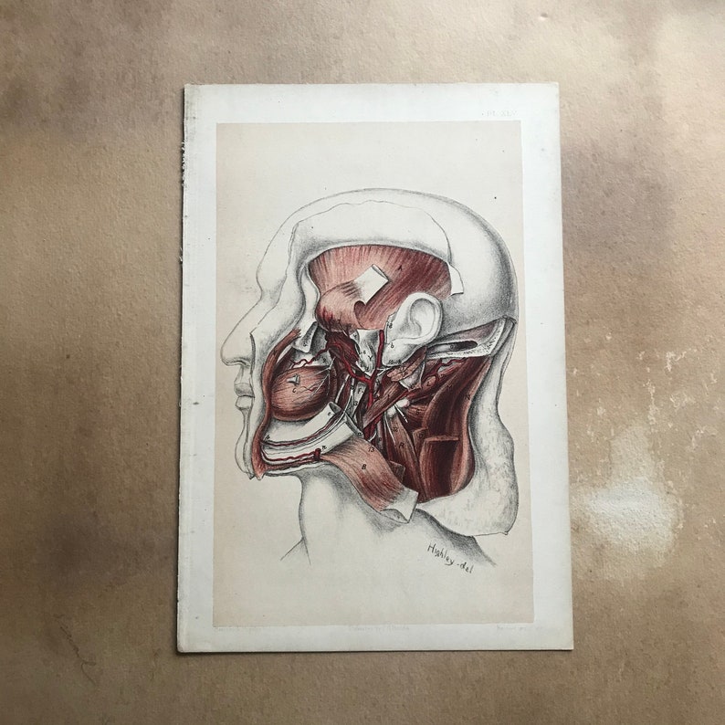 Antique Anatomy Print 1893 Second of the Pterygoid Region | Etsy