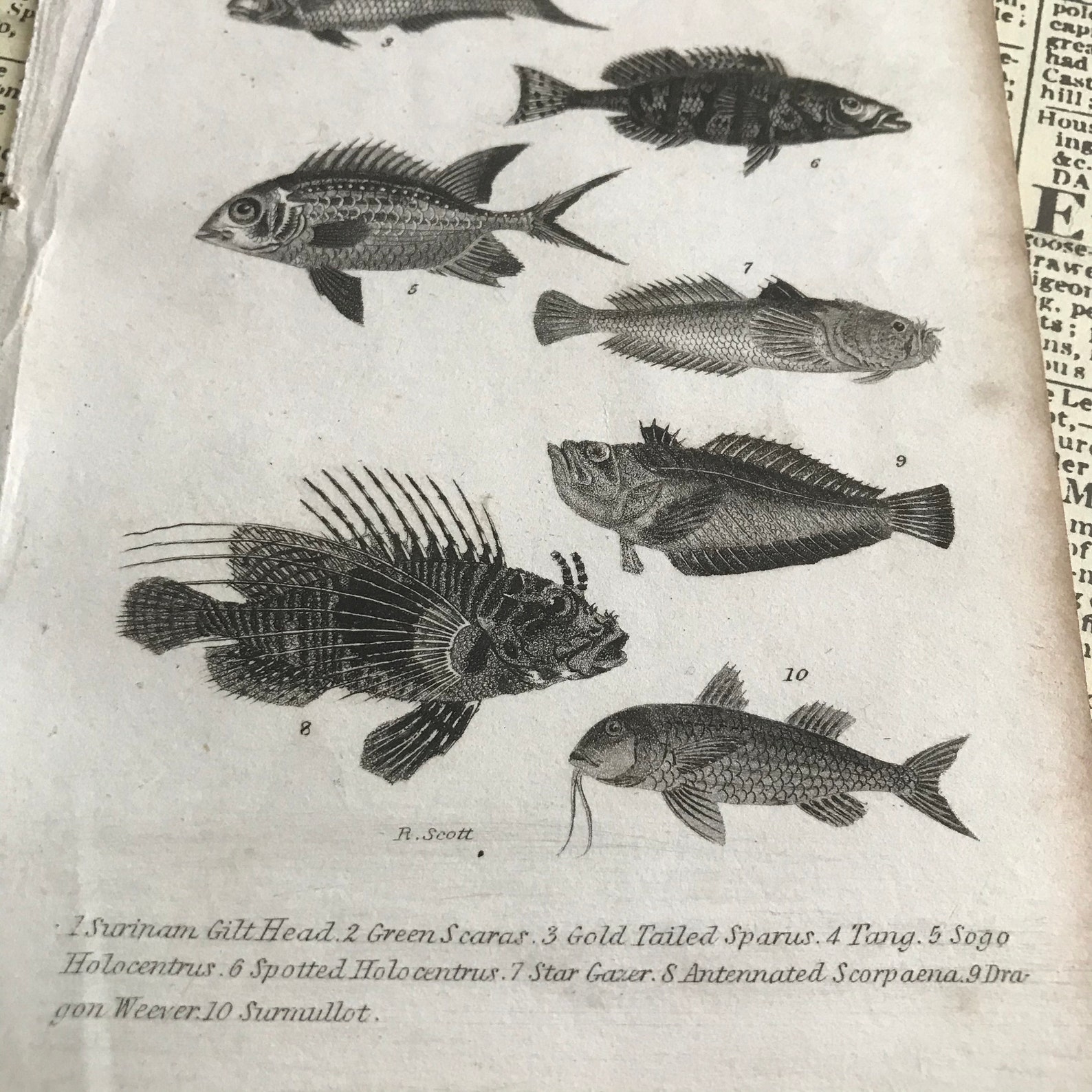 Antique Engraving Fish 1832 - Etsy