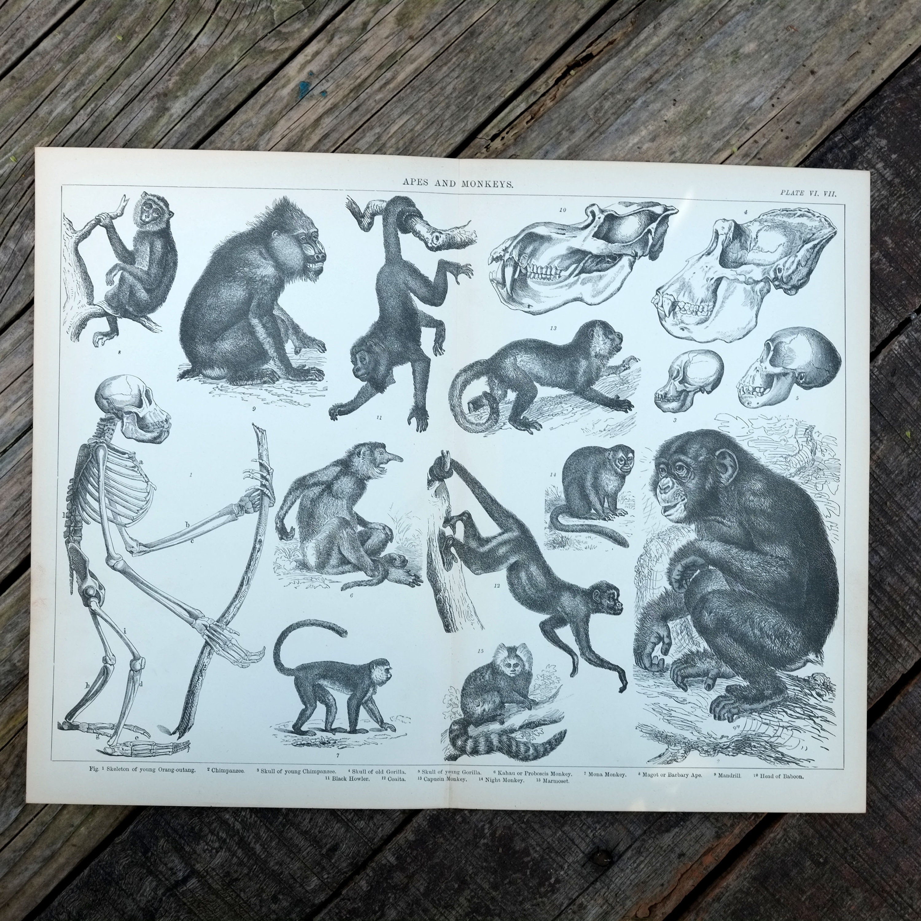 Prints Lithographs Art & Collectibles Rustic Decor 141 years old ...