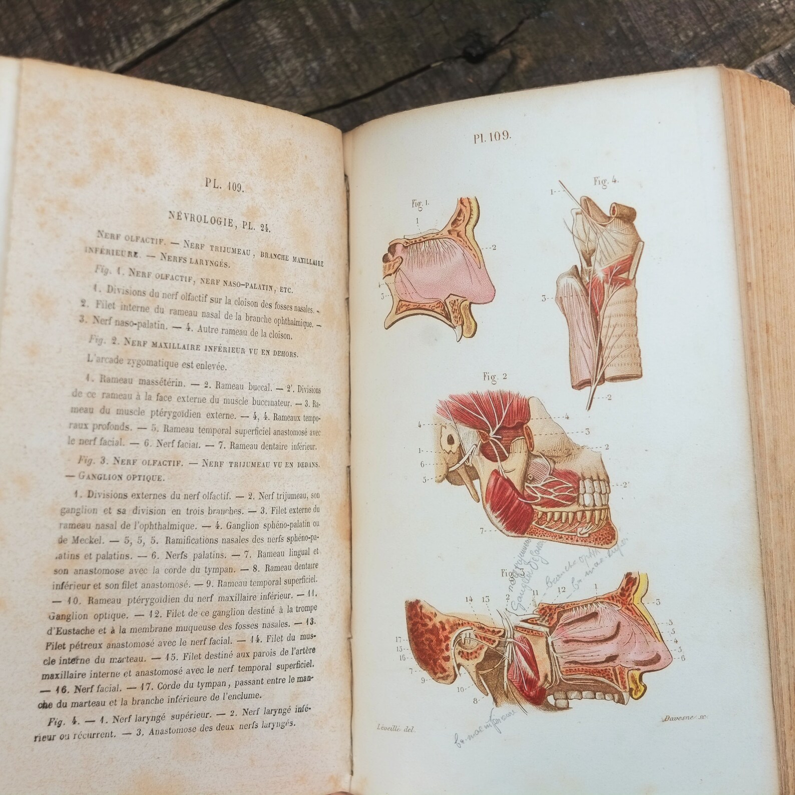 Antique Anatomy Book Petit Atlas Complet D'anatomie | Etsy