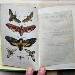 Antique Book the Common Moth of England by JG Wood Published by George ...