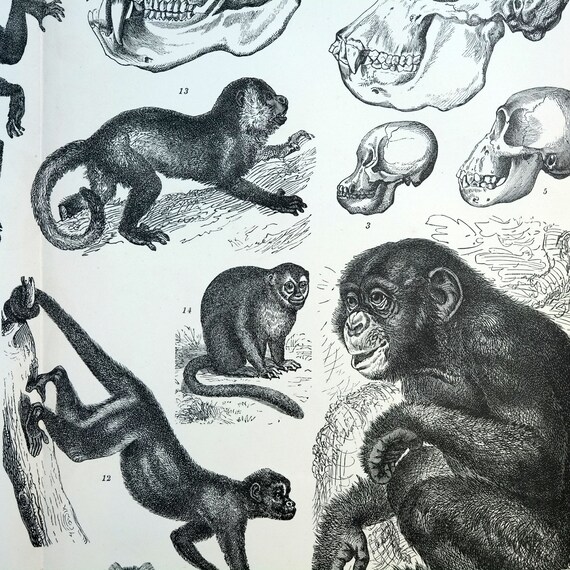 Prints Lithographs Art & Collectibles Rustic Decor 141 years old ...