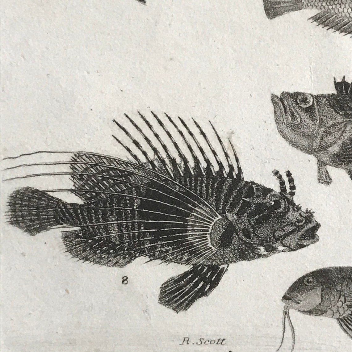 Antique Engraving - Fish - 1832 - Etsy