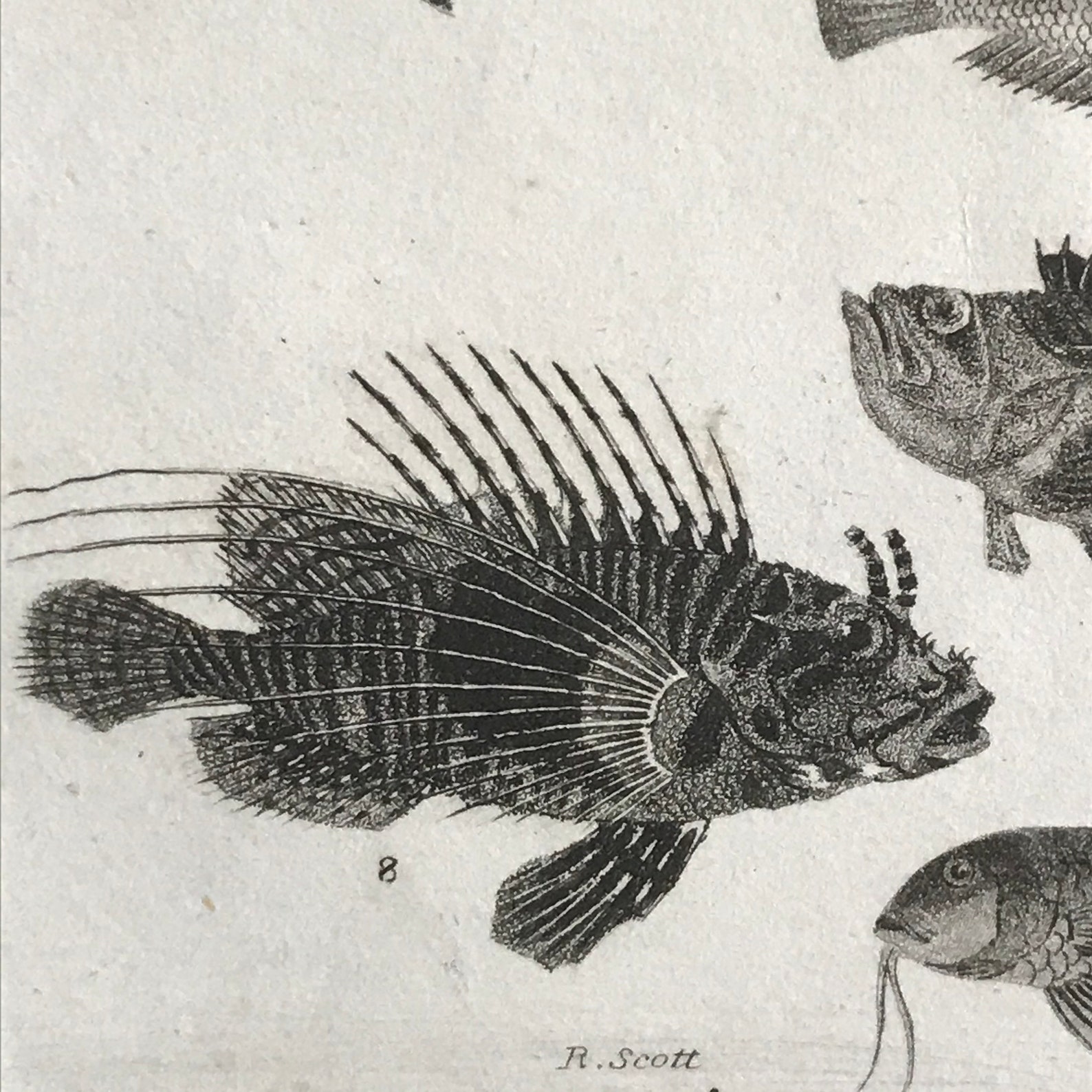 Antique Engraving - Fish - 1832 - Etsy