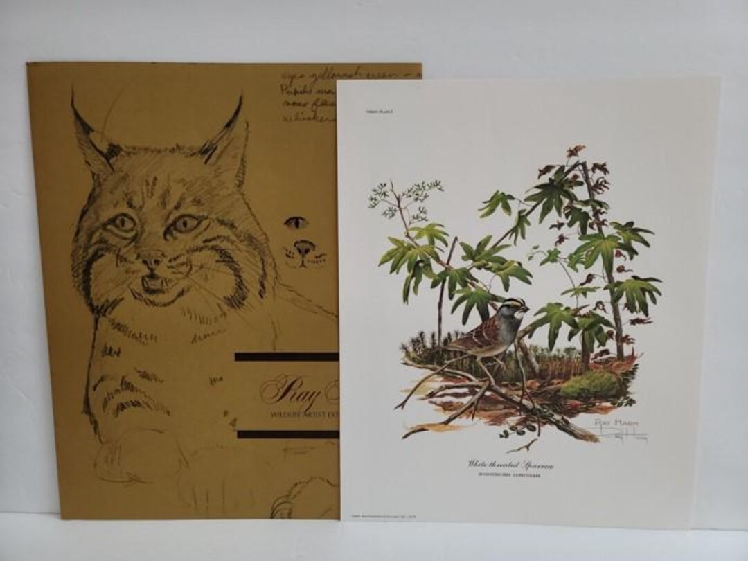 Ray Harm White Throated Sparrow Signed Color Print 1972, Ray Harm ...