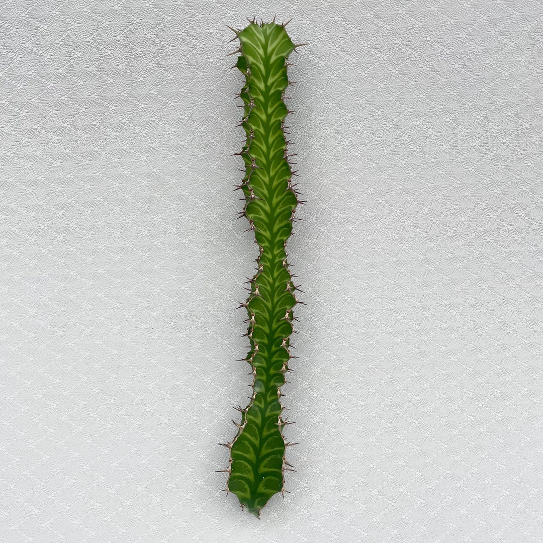 Euphorbia Pseudocactus zig Zag Cactus - Etsy