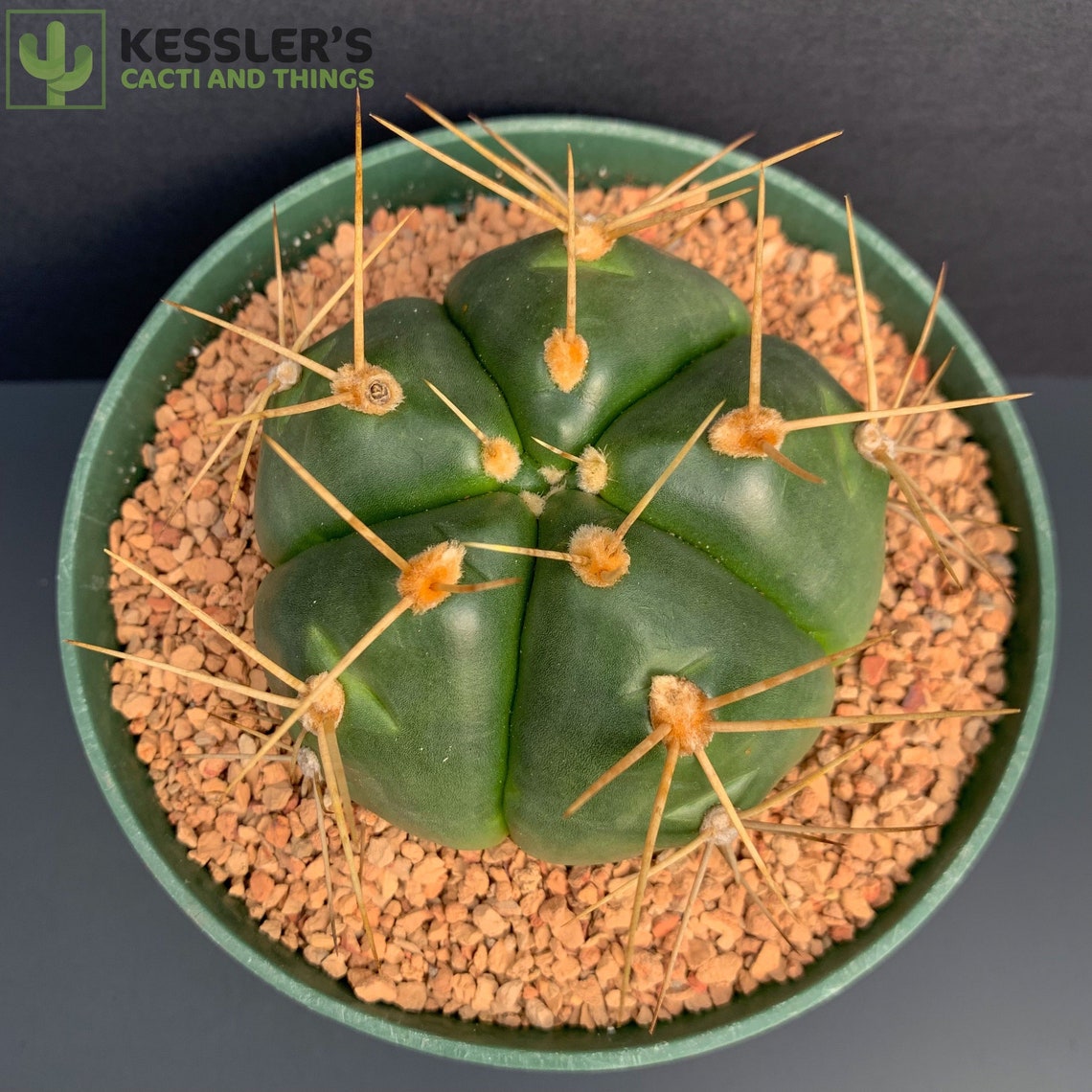 Gymnocalycium Horstii spider Cactus - Etsy