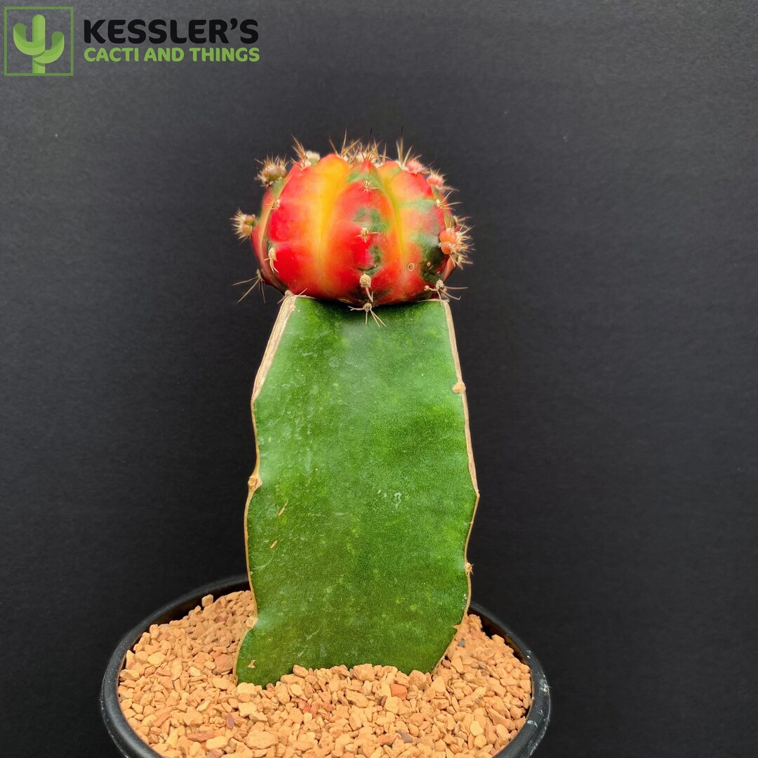 Grafted Gymnoclycium color Balls - Etsy