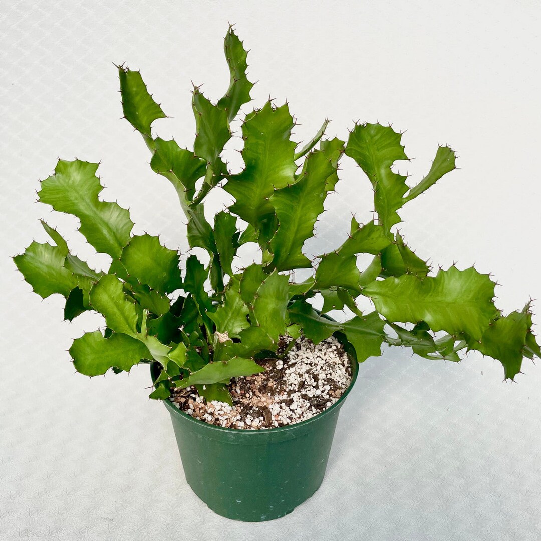 Euphorbia Bougheyi ribbon Cactus - Etsy