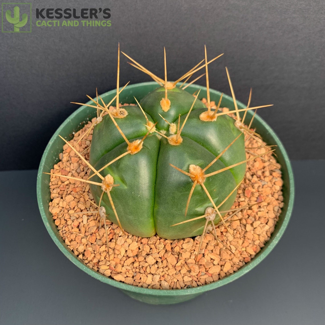 Gymnocalycium Horstii spider Cactus - Etsy