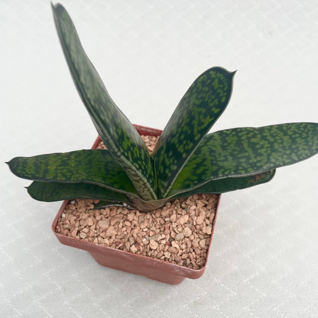 Gasteria Bicolor Hybrid 4 Inches - Etsy
