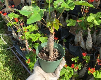 Jatropha Podagrica, Buddha Belly Live Rooted Plant - Etsy