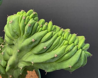 Dinosaur Back, Myrtillocactus Geometrizans F. Cristata, Cactus ...