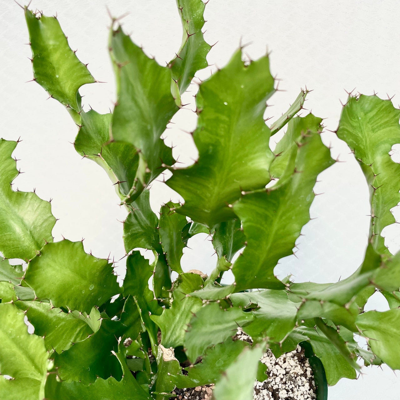 Euphorbia Bougheyi ribbon Cactus - Etsy