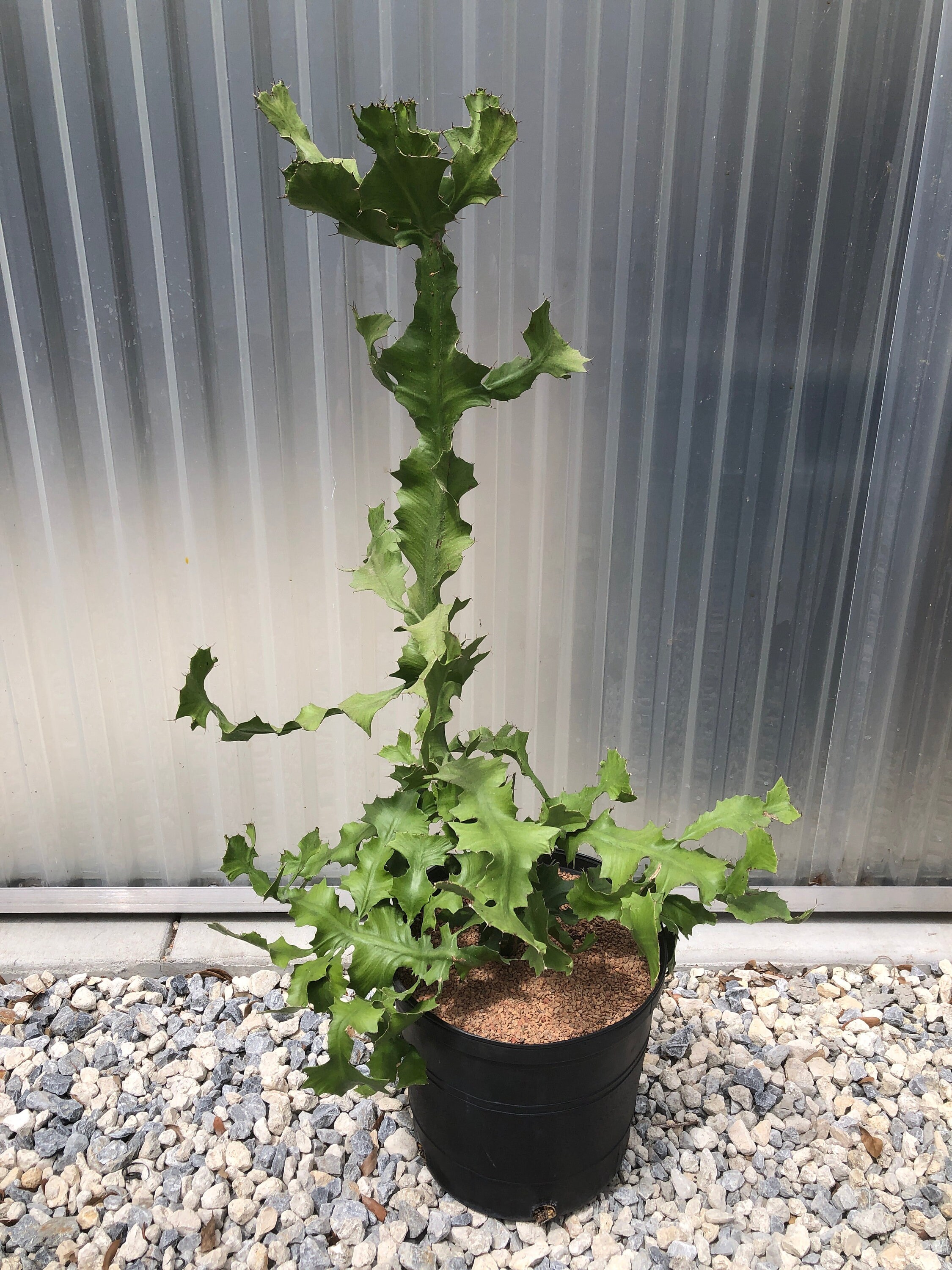 Euphorbia Bougheyi ribbon Cactus - Etsy