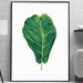 Fiddle Leaf Fig Watercolor Painting Print, Tropical Green Leaf Art ...