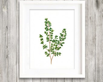 Print of Eucalyptus watercolour painting Herb painting | Etsy