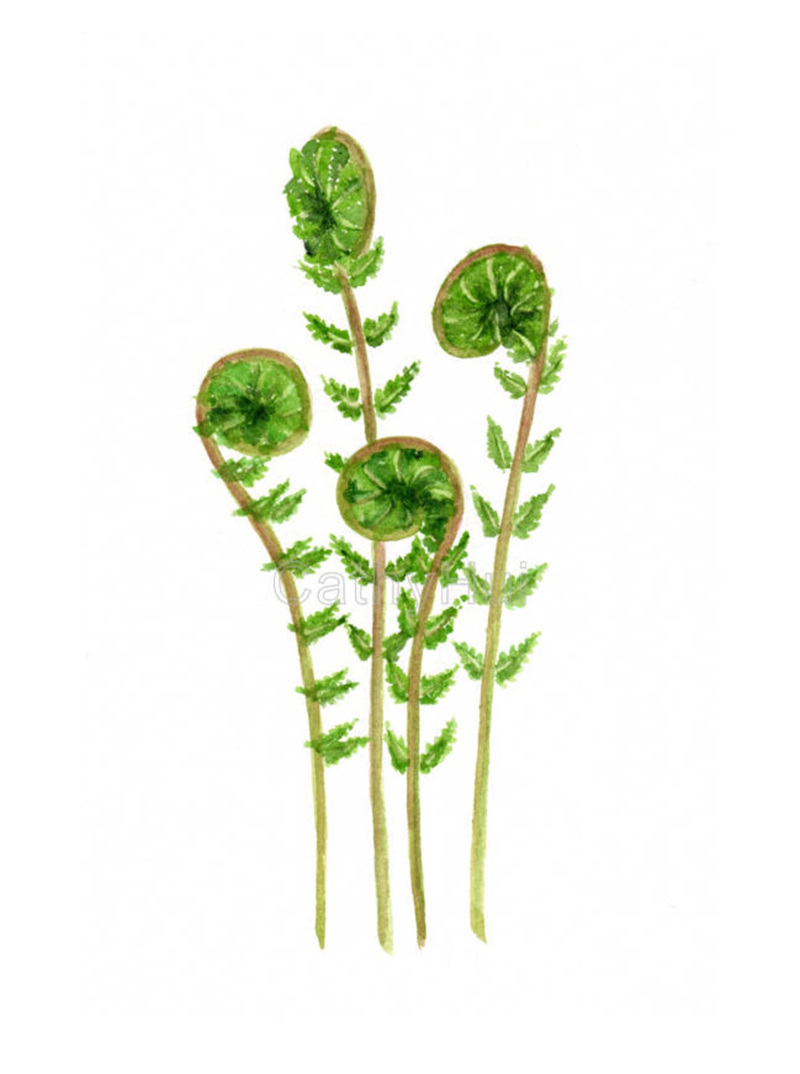 Set of 5 FERN Watercolor Painting Prints. Fern Giclee Prints | Etsy