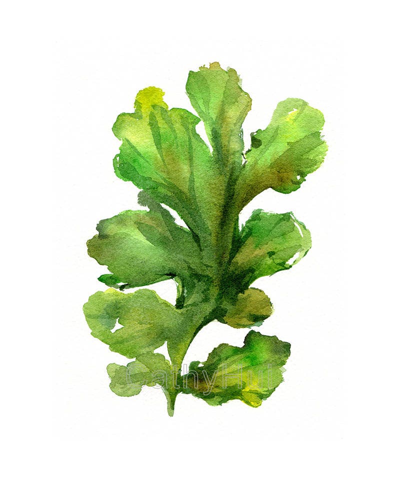 Set of 6 Seaweed Watercolor Painting Prints, Botanical Sea Life Plant ...