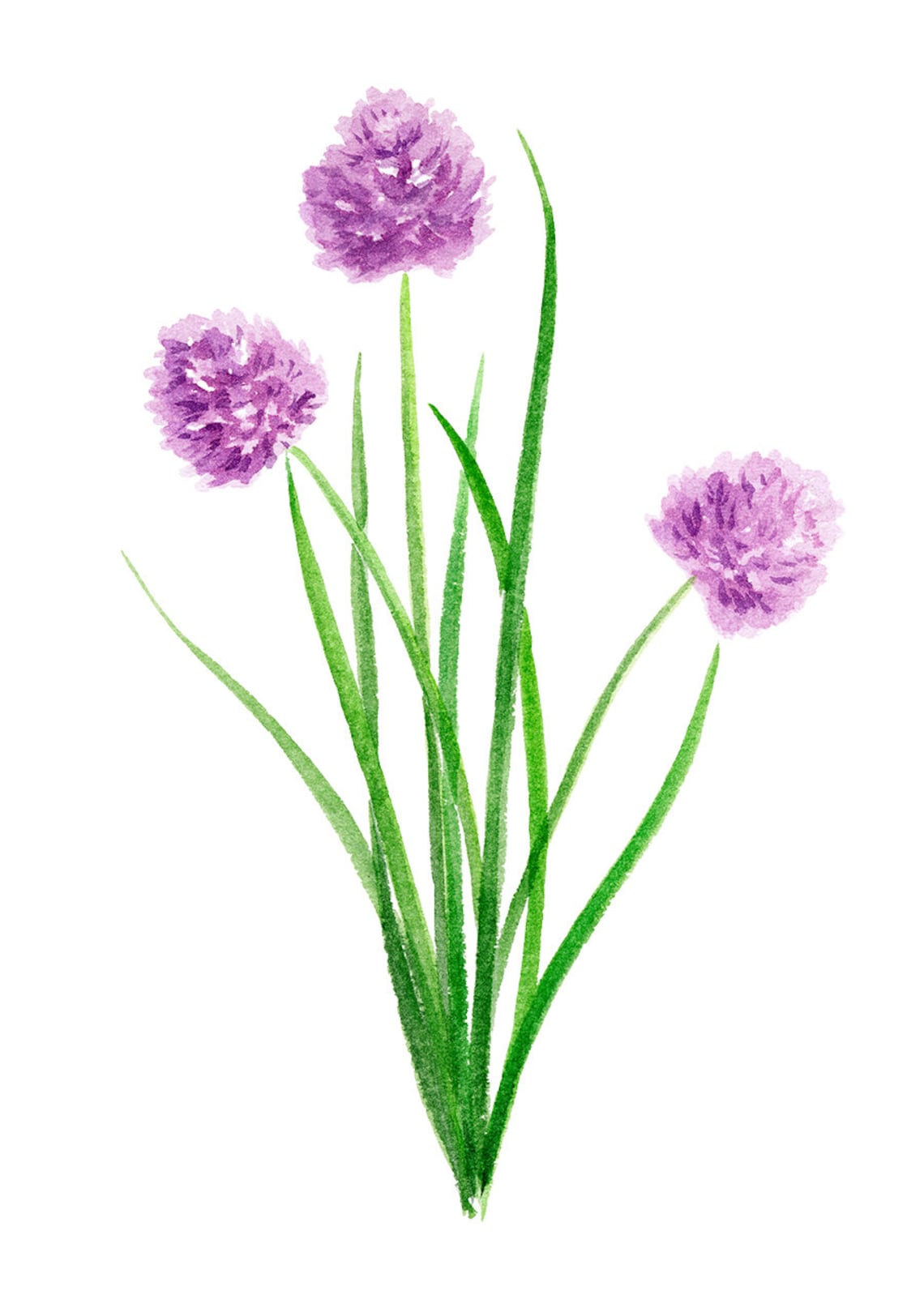 Set of 3 Herb watercolor painting prints. Chives Lavender | Etsy