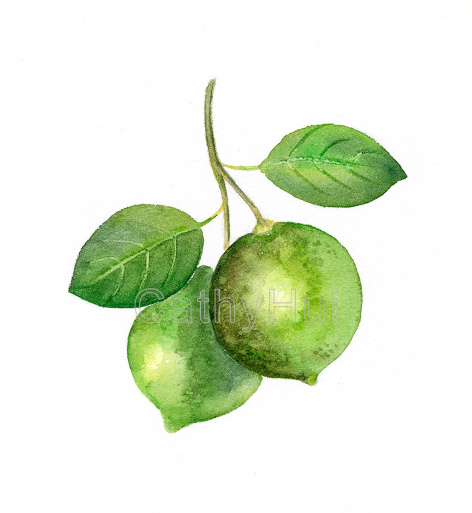 Lime Watercolour Painting Lime Tree Fruit Print Lime | Etsy Hong Kong