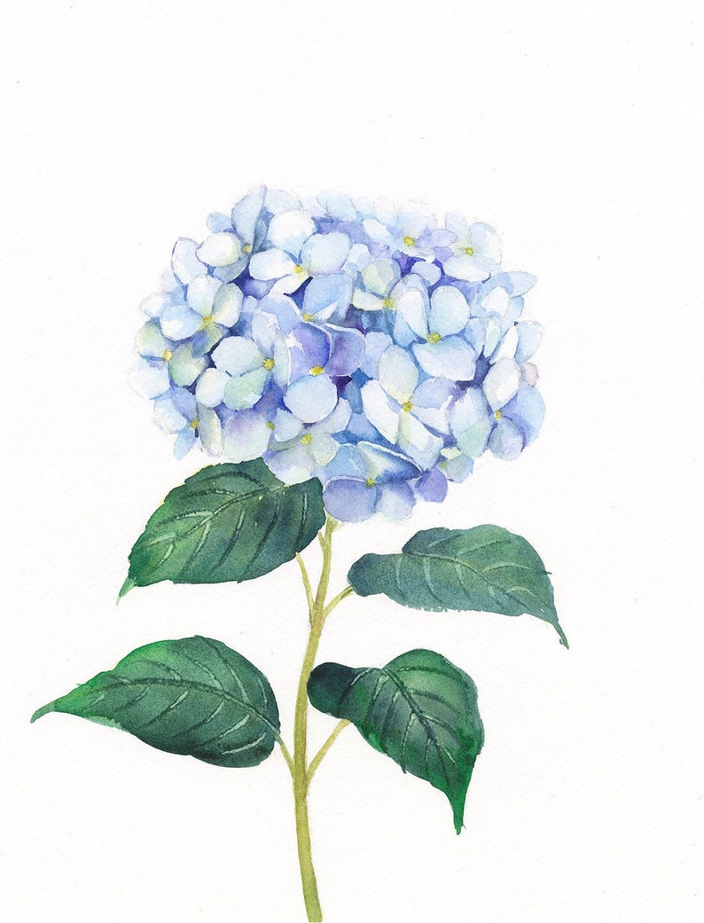 Print of Blue Hydrangea Watercolour Painting, Flower Art, Botanical ...