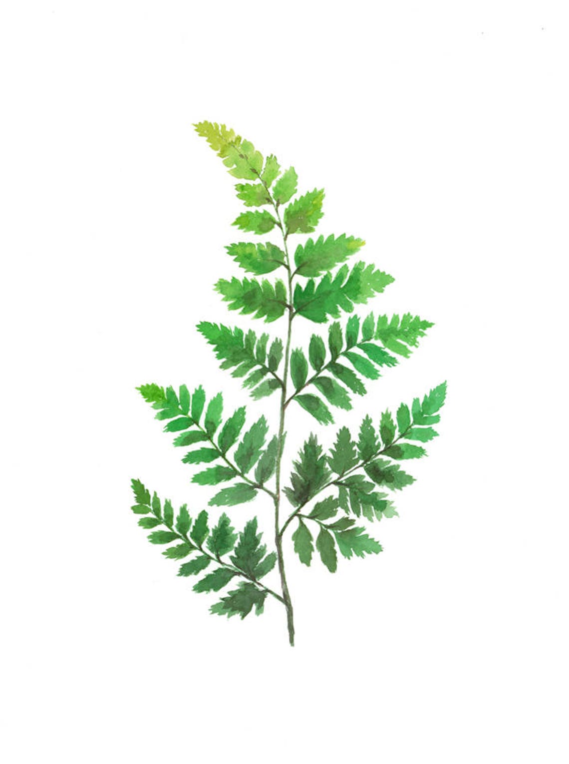 Set of 5 FERN Watercolor Painting Prints. Fern Giclee Prints | Etsy