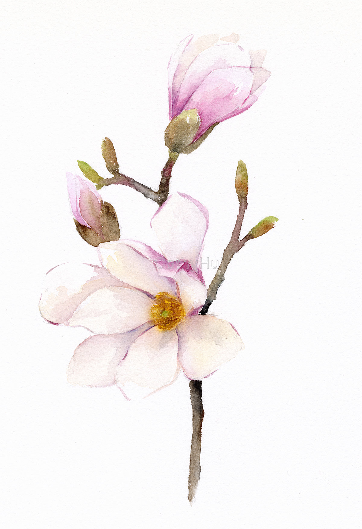 Set of 2 Magnolia watercolour painting print botanical art | Etsy