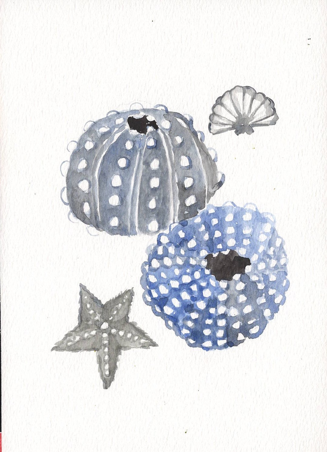 Small Sea Urchin and Shells Painting, 5x7 Inch Original Watercolor Cate ...