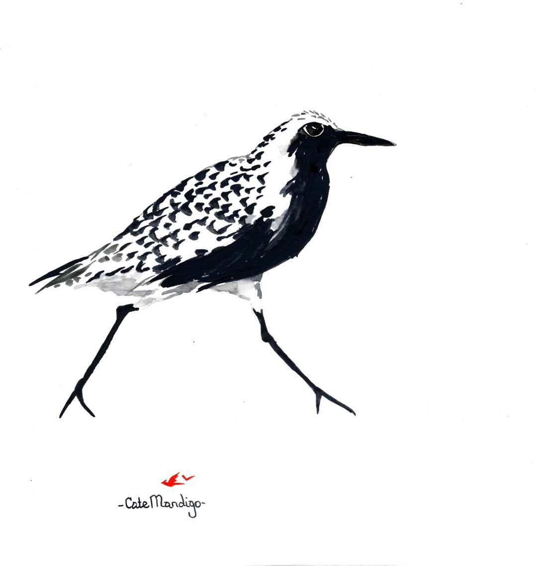 Shore Bird Art, 9x12 Inch Black Bellied Plover, Beach, Ocean, Sea Shore ...