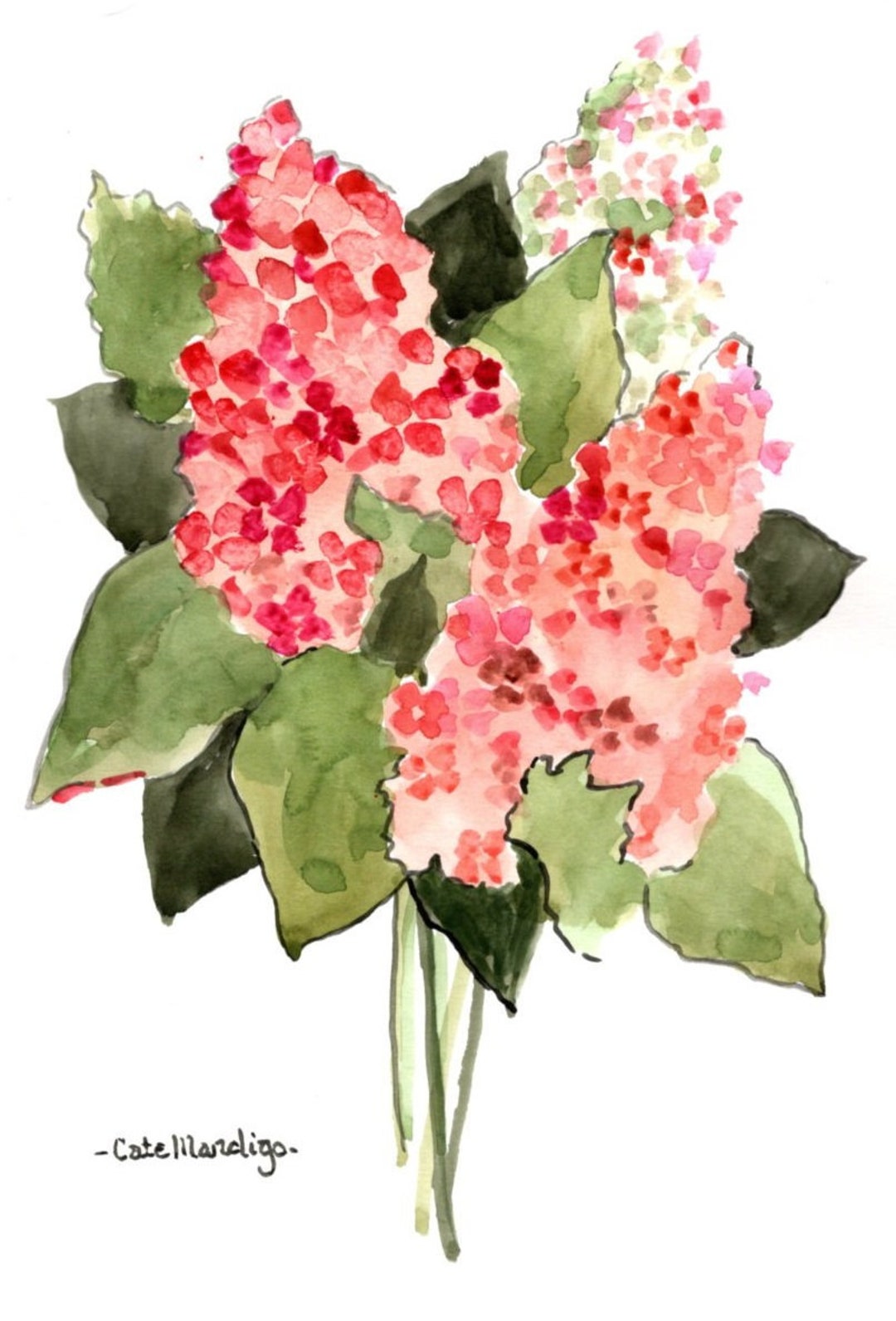 Pink Peach Hydrangea, Spring Floral, Cate Mandigo Art Watercolor ...