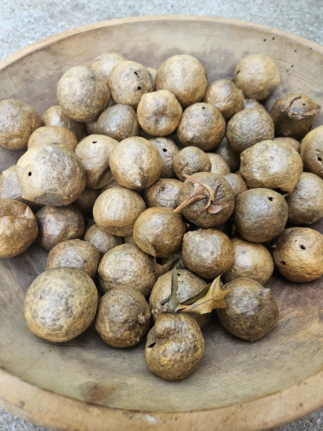 Oak Galls / Approximately 25 / Fall Decor / Vase or Bowl Filler - Etsy